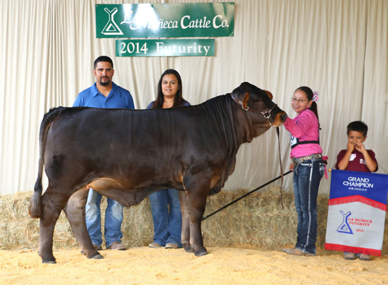 10 - La Muneca Cattle