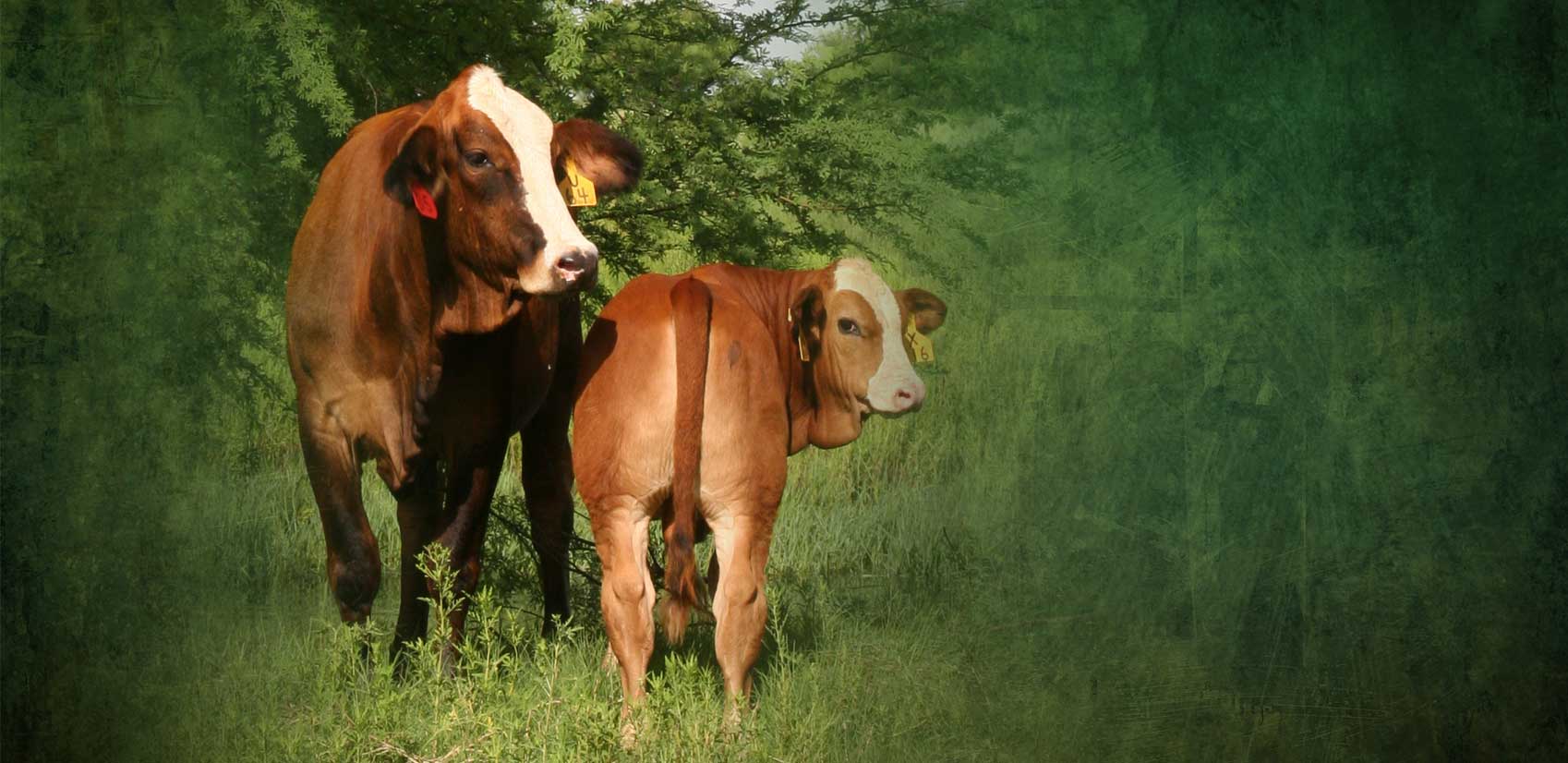 Home - La Muneca Cattle - Brahman and Simbrah Cattle